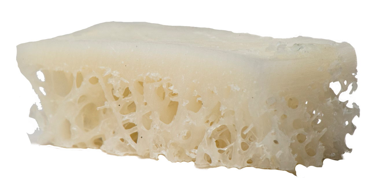 OraGraft® Unicortical Block | LifeNet Health